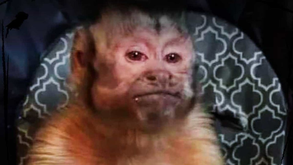 La triste historia detrás del meme del mono: tráfico y maltrato animal | Noticias RCN